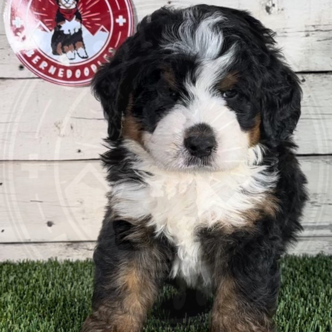 Marco (Male, F1 Mini Bernedoodle) $3500 – Castle Rock Bernedoodles