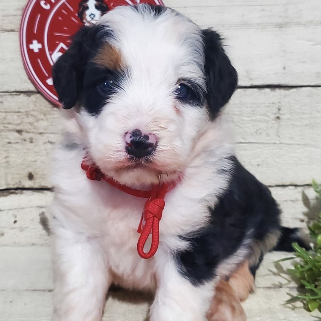 Keelee (Female, F1 Mini Bernedoodle) – Castle Rock Bernedoodles