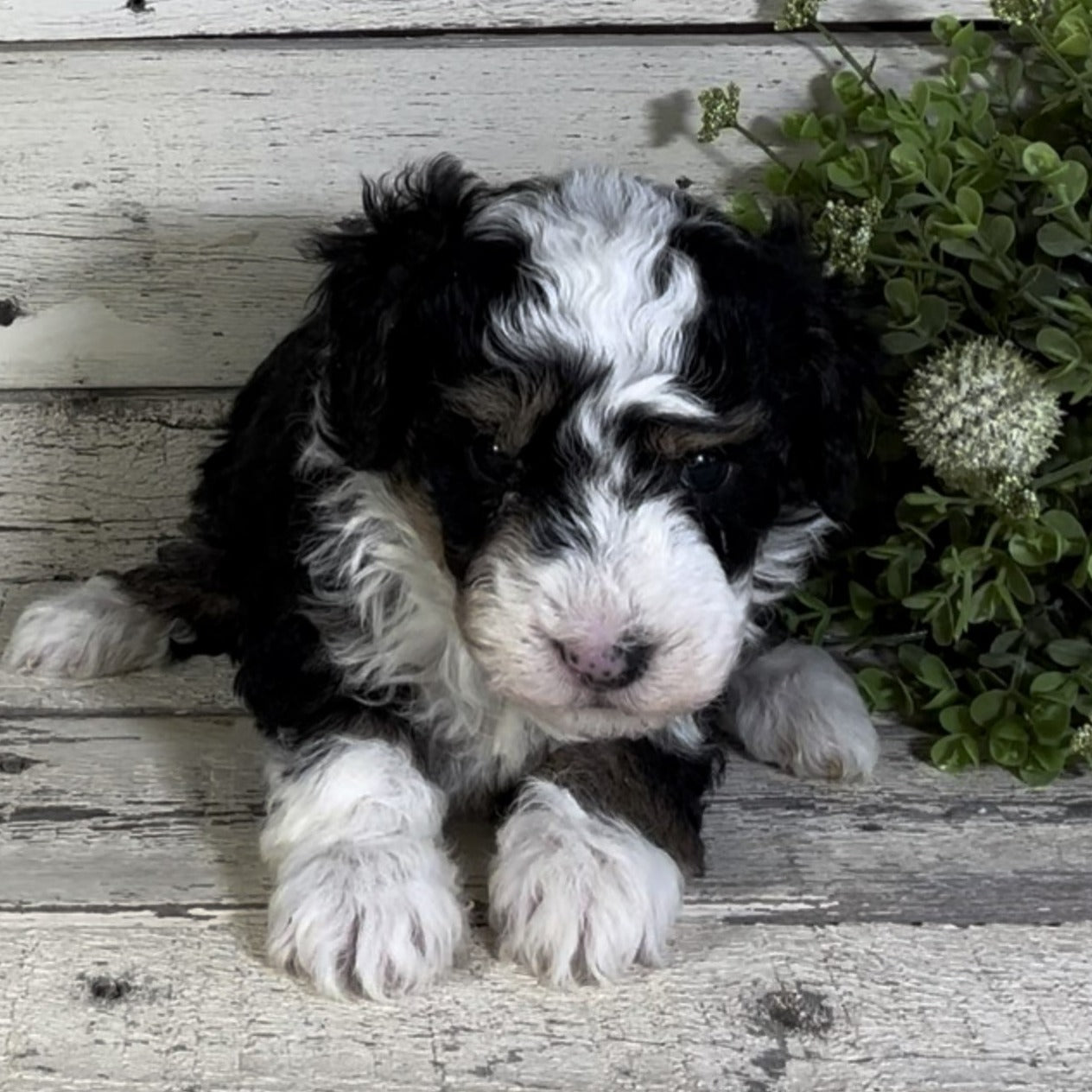 Nolan (Male, F1b Micro Bernedoodle) – Castle Rock Bernedoodles