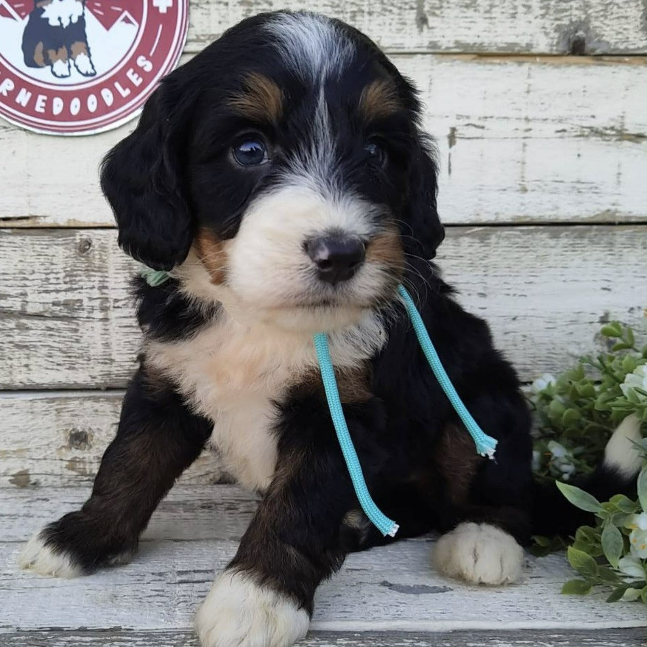 Octavia (Female, F1 Mini Bernedoodle) – Castle Rock Bernedoodles