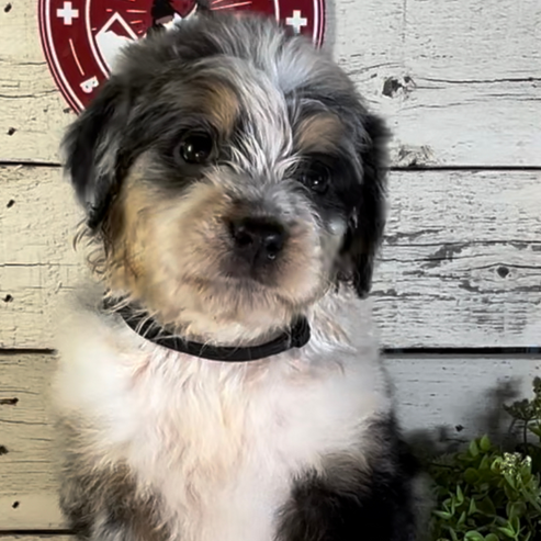 Sally (Female, F1 Mini Blue Merle) – Castle Rock Bernedoodles