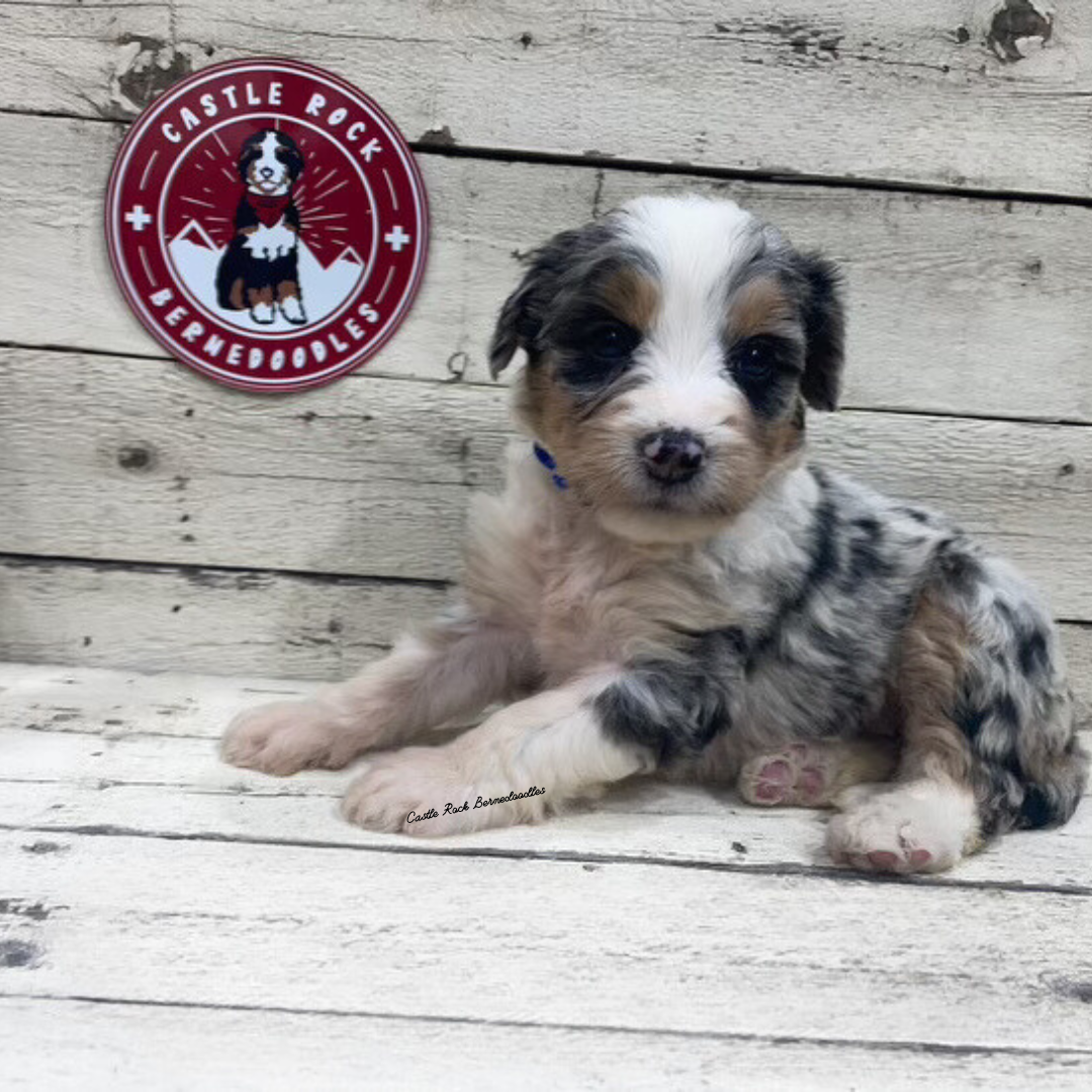 Xandra (Female, F1 Mini Blue Merle) – Castle Rock Bernedoodles