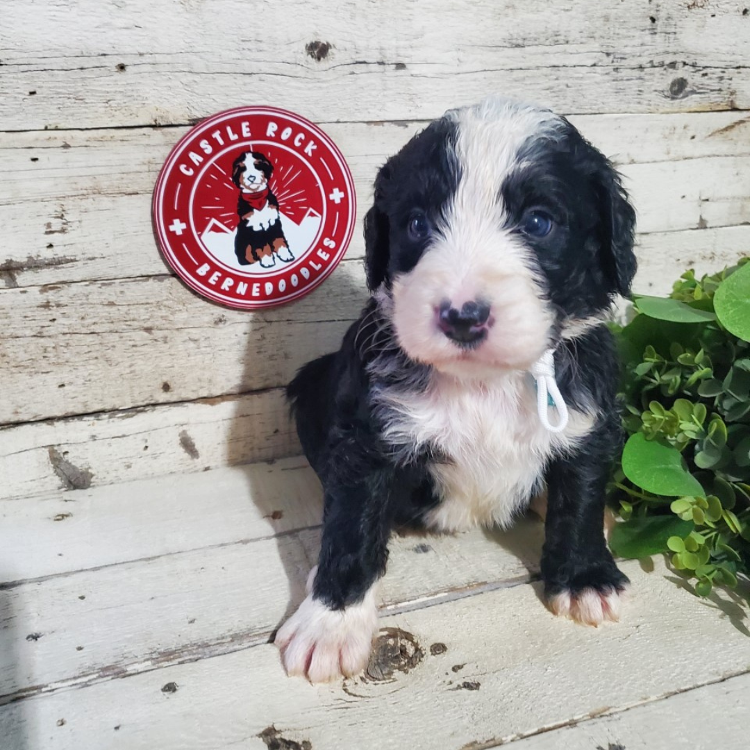 Alex (Male, F1 Major Bernedoodle) – Castle Rock Bernedoodles