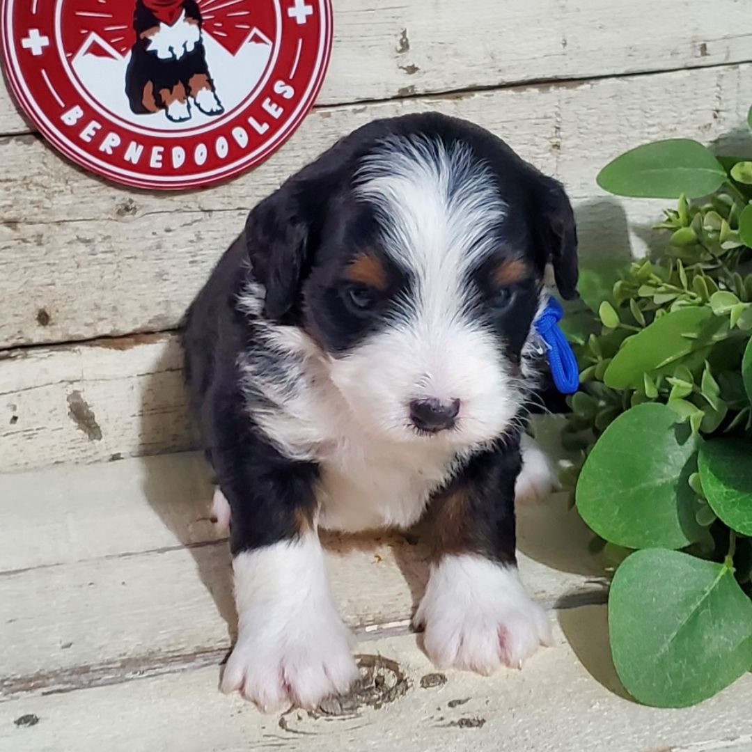 Emma (Female, F1 Mini Bernedoodle) – Castle Rock Bernedoodles